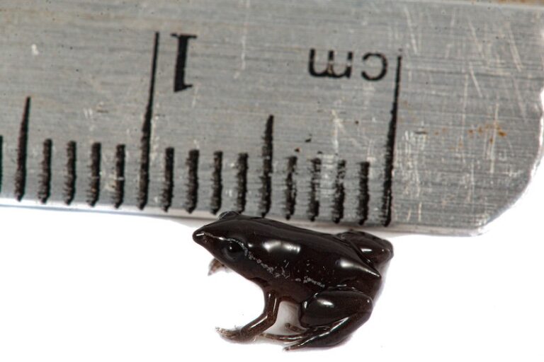 Tapir' frog similar to 'Chocolate frogs' discovered in Amazon rain ...